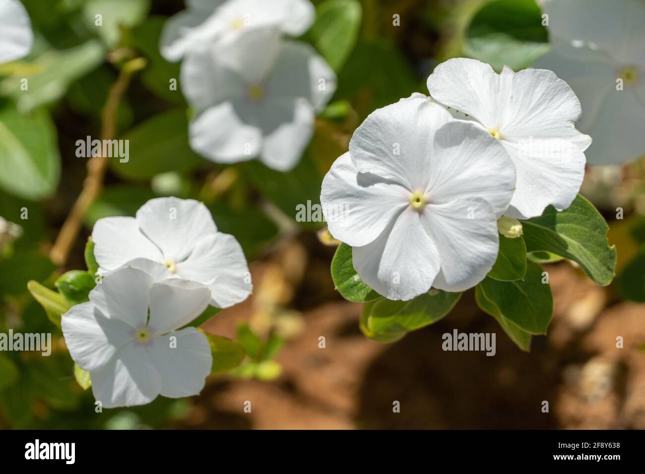 White flowers Madagascar Periwinkle (Catharanthus roseus) also called ...