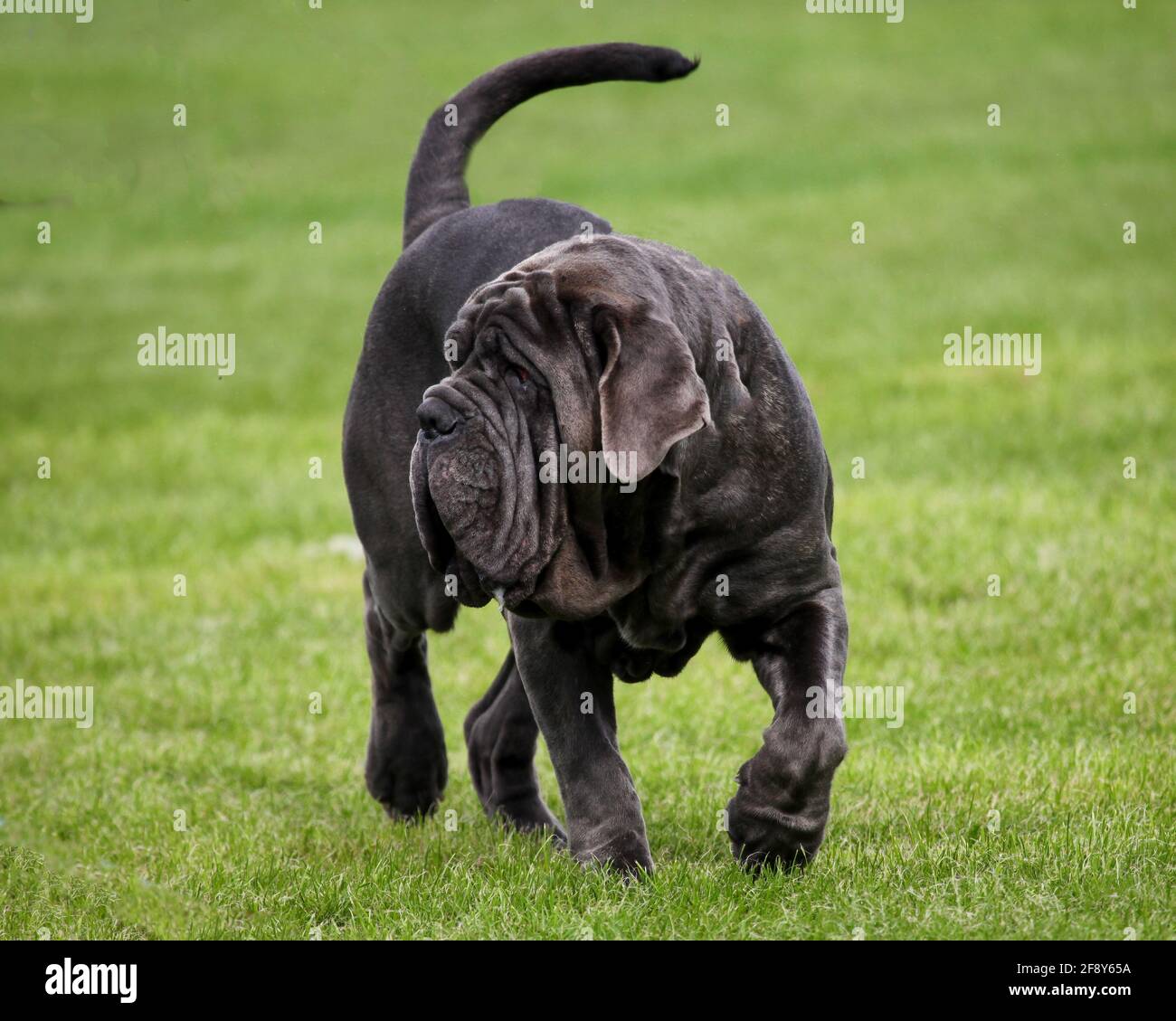 Neapolitan breed hi-res stock photography and images - Alamy