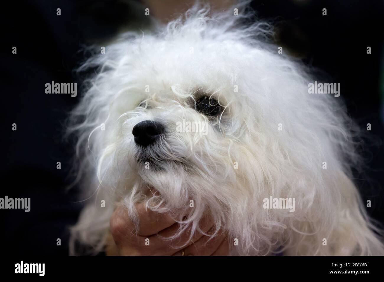 Bolognese dog hi-res stock photography and images - Alamy