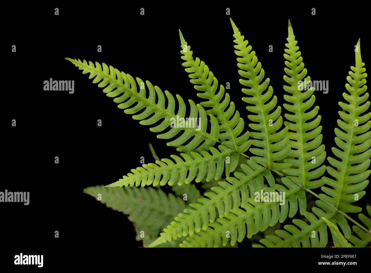 Fern leaf rainforest green plant isolated on black background with ...