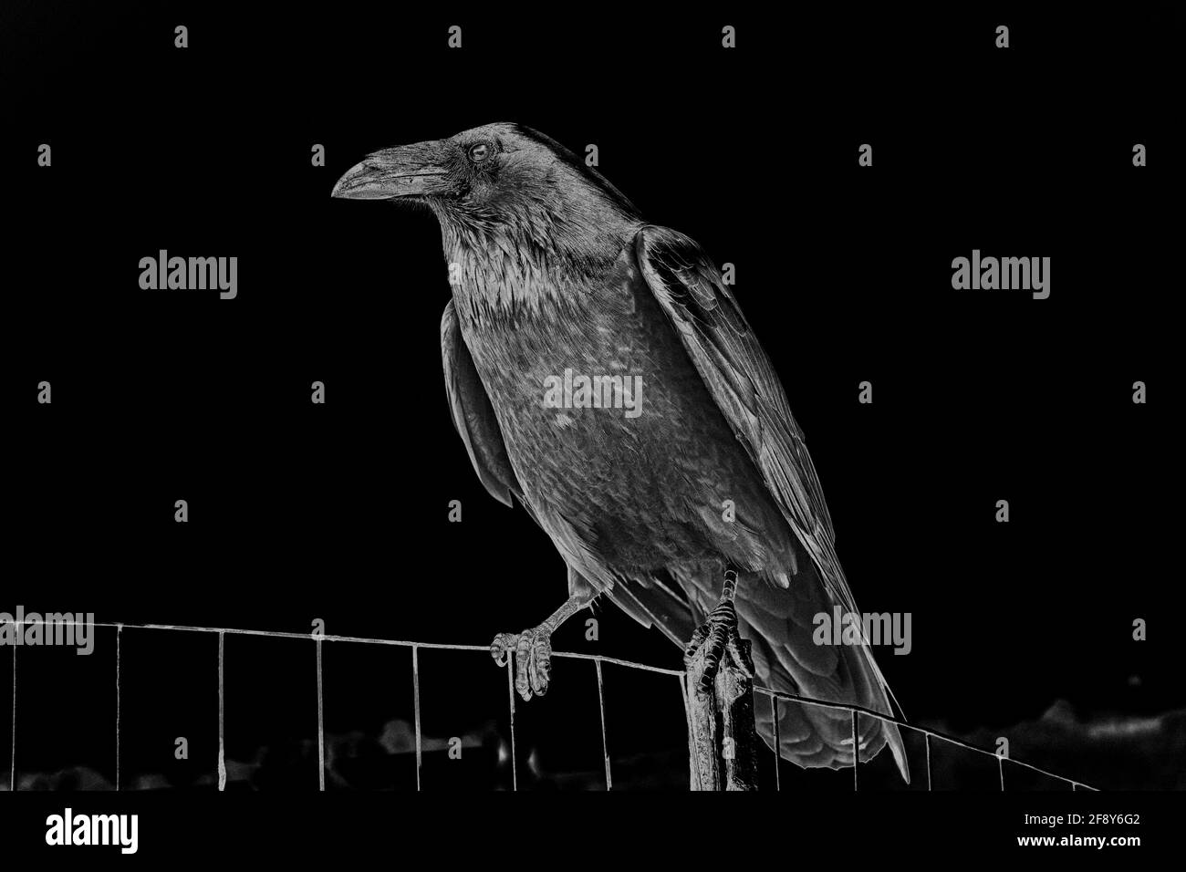 California raven Black and White Stock Photos & Images - Alamy