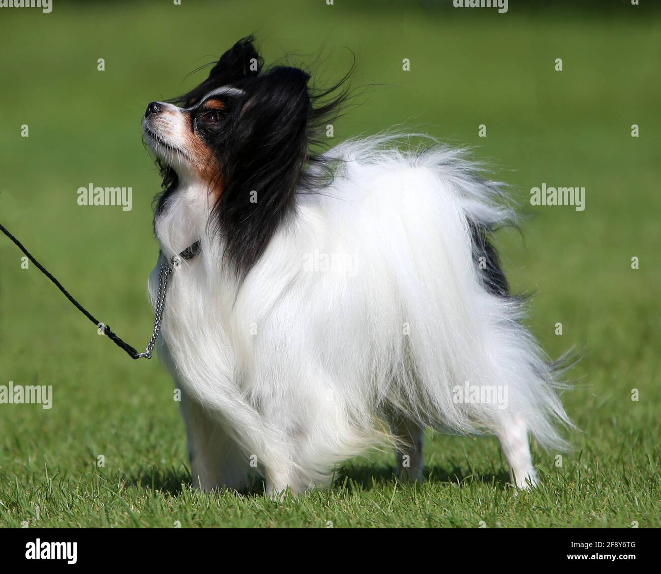 Tri colour spaniel hi-res stock photography and images - Alamy