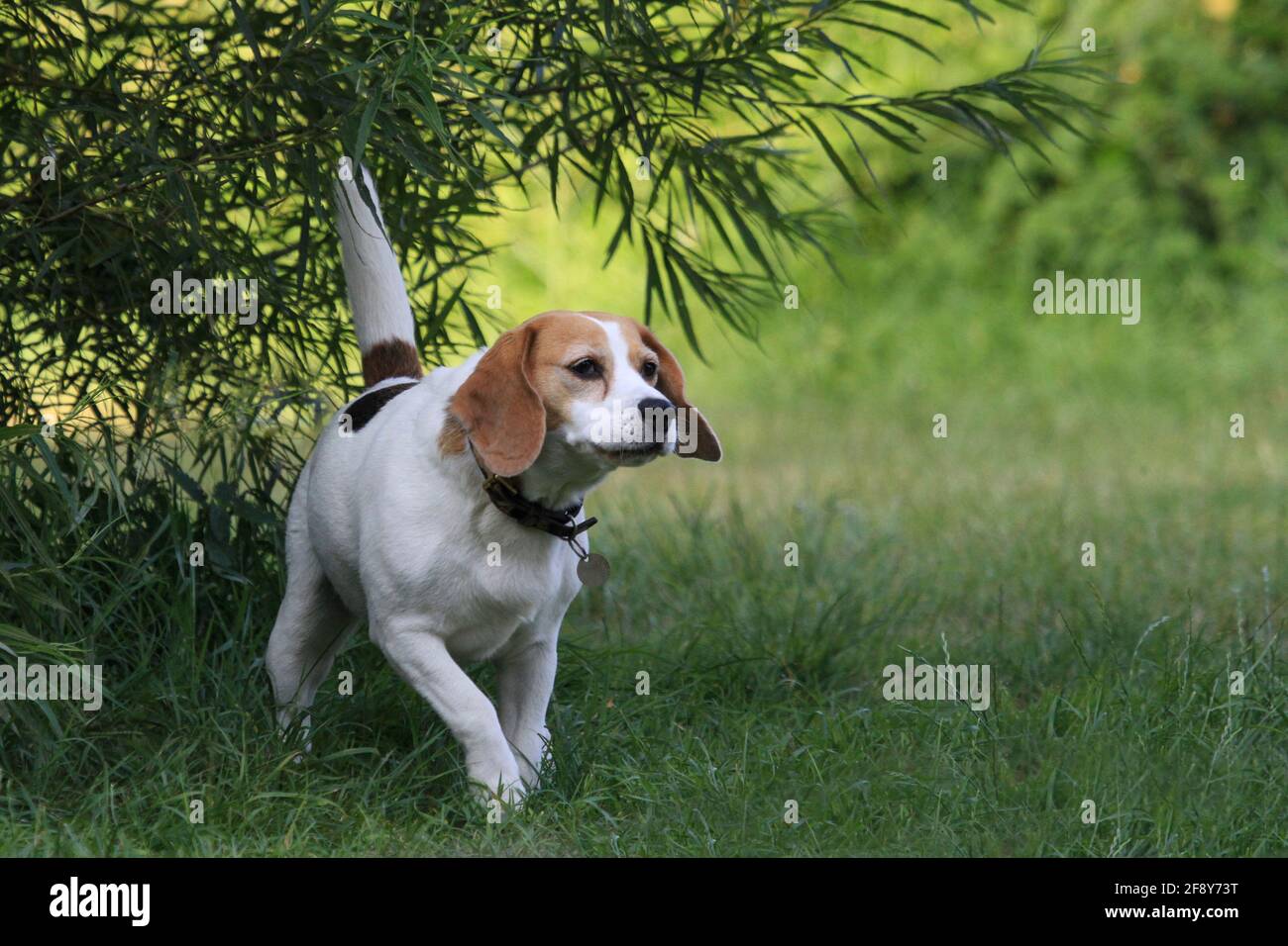 Beagle pack hi-res stock photography and images - Alamy