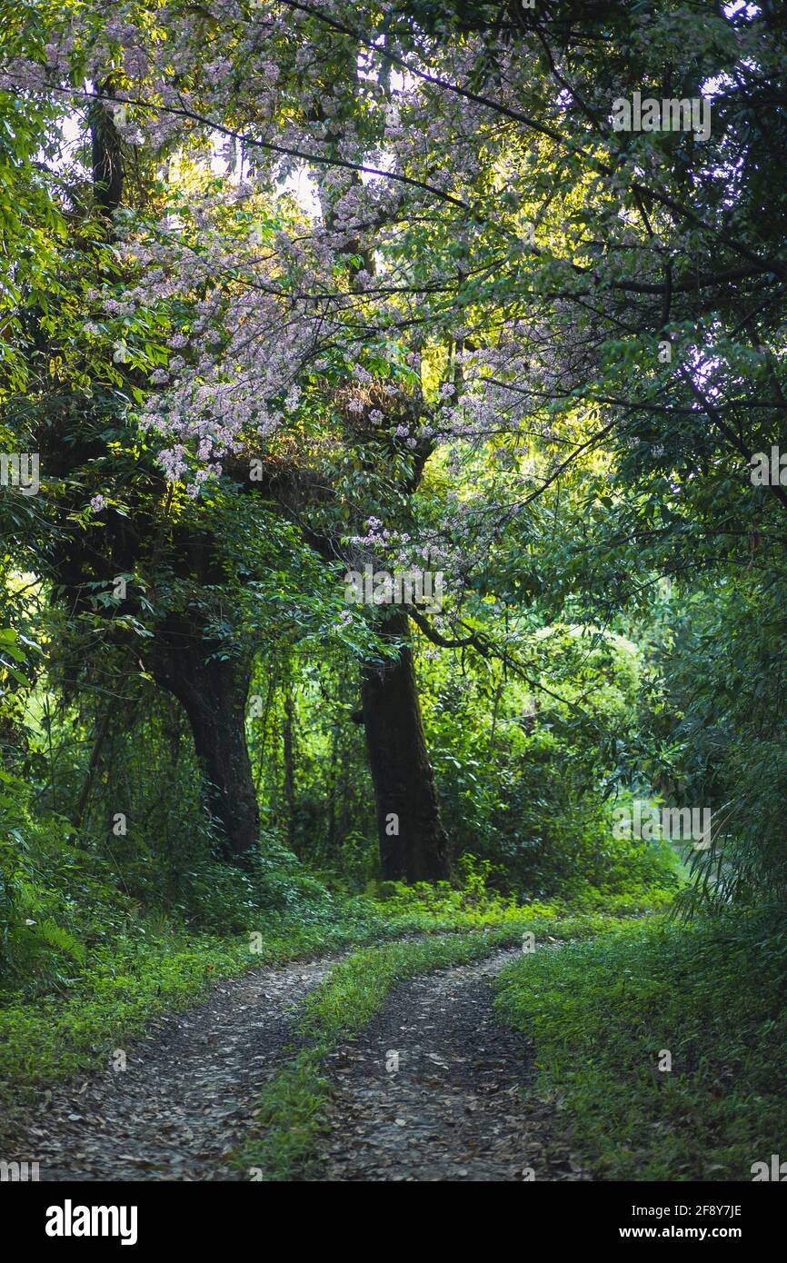 Cherry tree, flowering, Ghukhuyi village, Nagaland, India Stock Photo ...