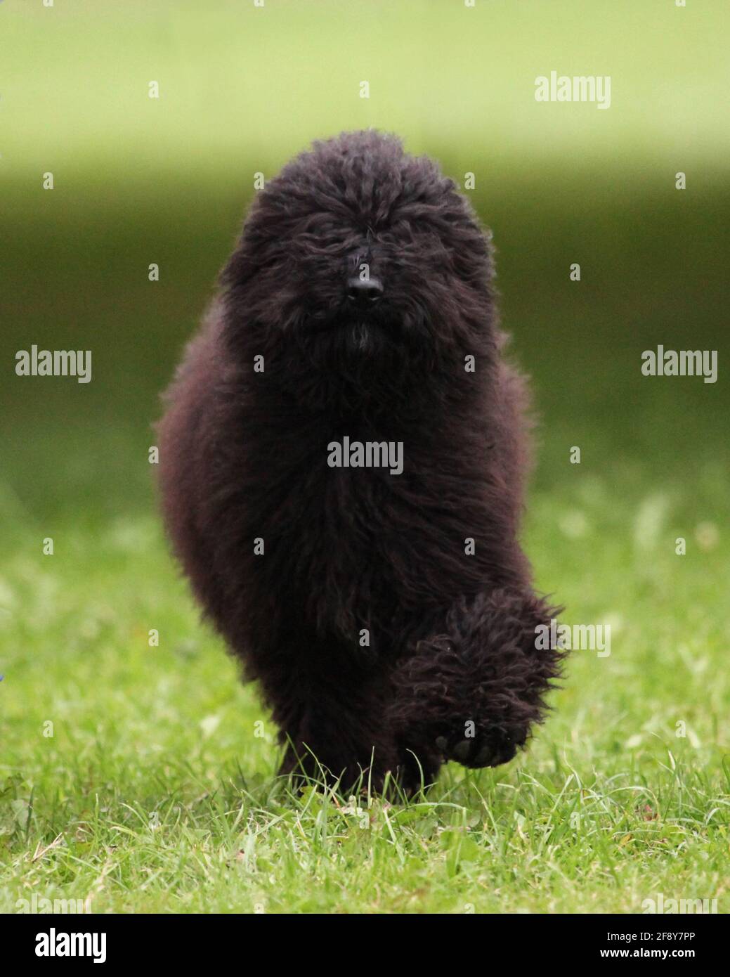 Hungarian Puli puppy Stock Photo - Alamy