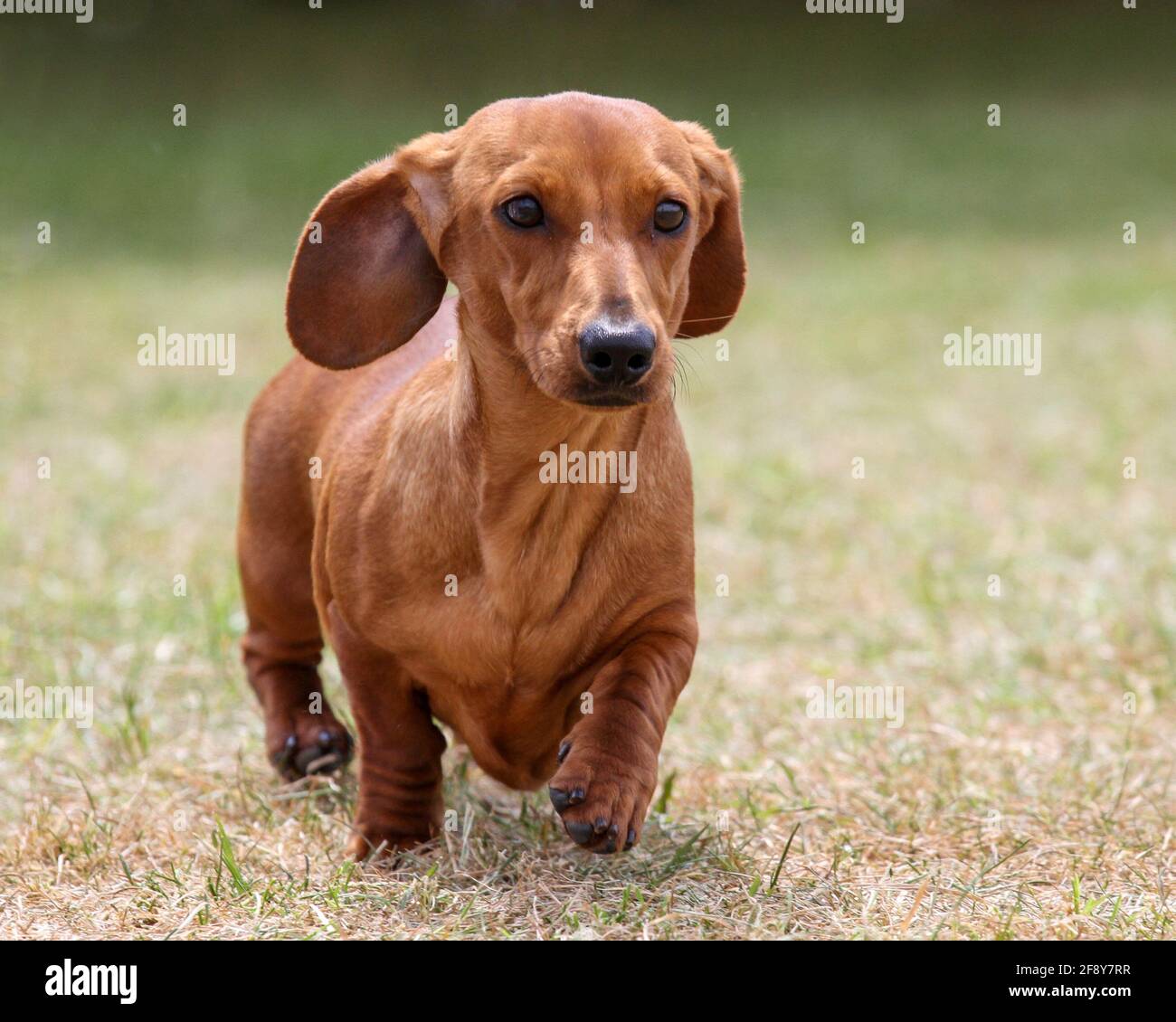 Mini smooth hi-res stock photography and images - Alamy