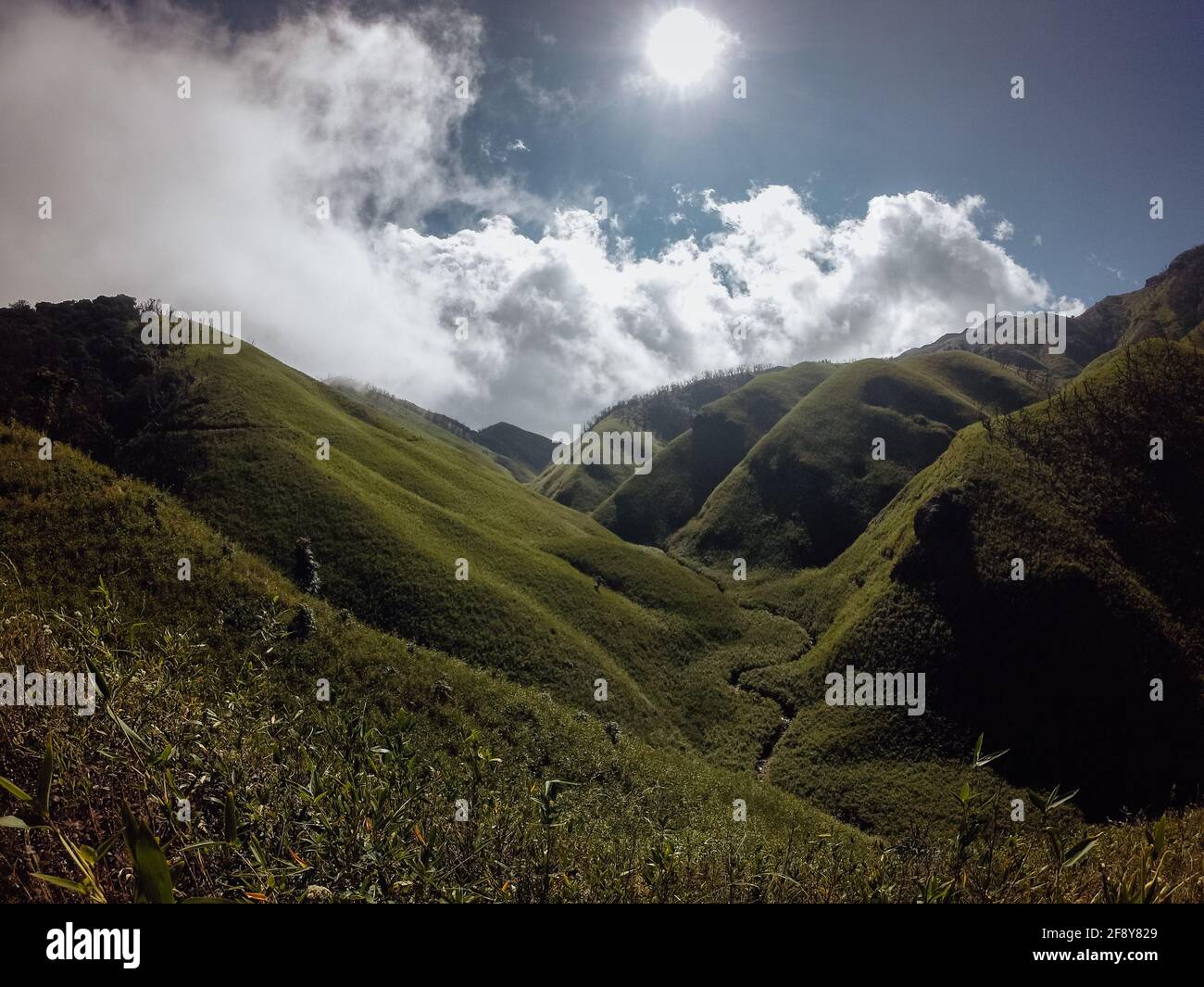 Dzukou valley, forest, Kisama, Nagaland, India Stock Photo - Alamy