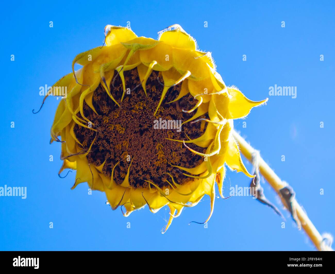 Stellenbosch University Botanical Garden, Cape Town, South Africa 08-04 ...