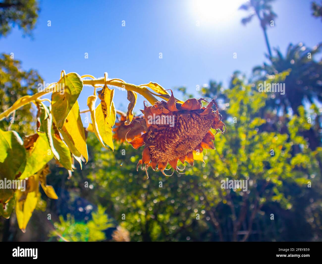 Stellenbosch University Botanical Garden, Cape Town, South Africa 08-04 ...