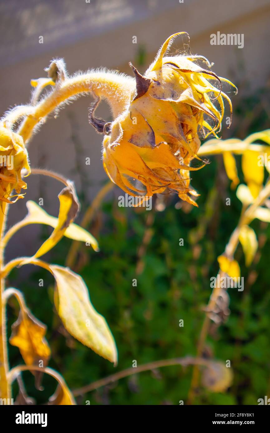 Stellenbosch University Botanical Garden, Cape Town, South Africa 08-04 ...