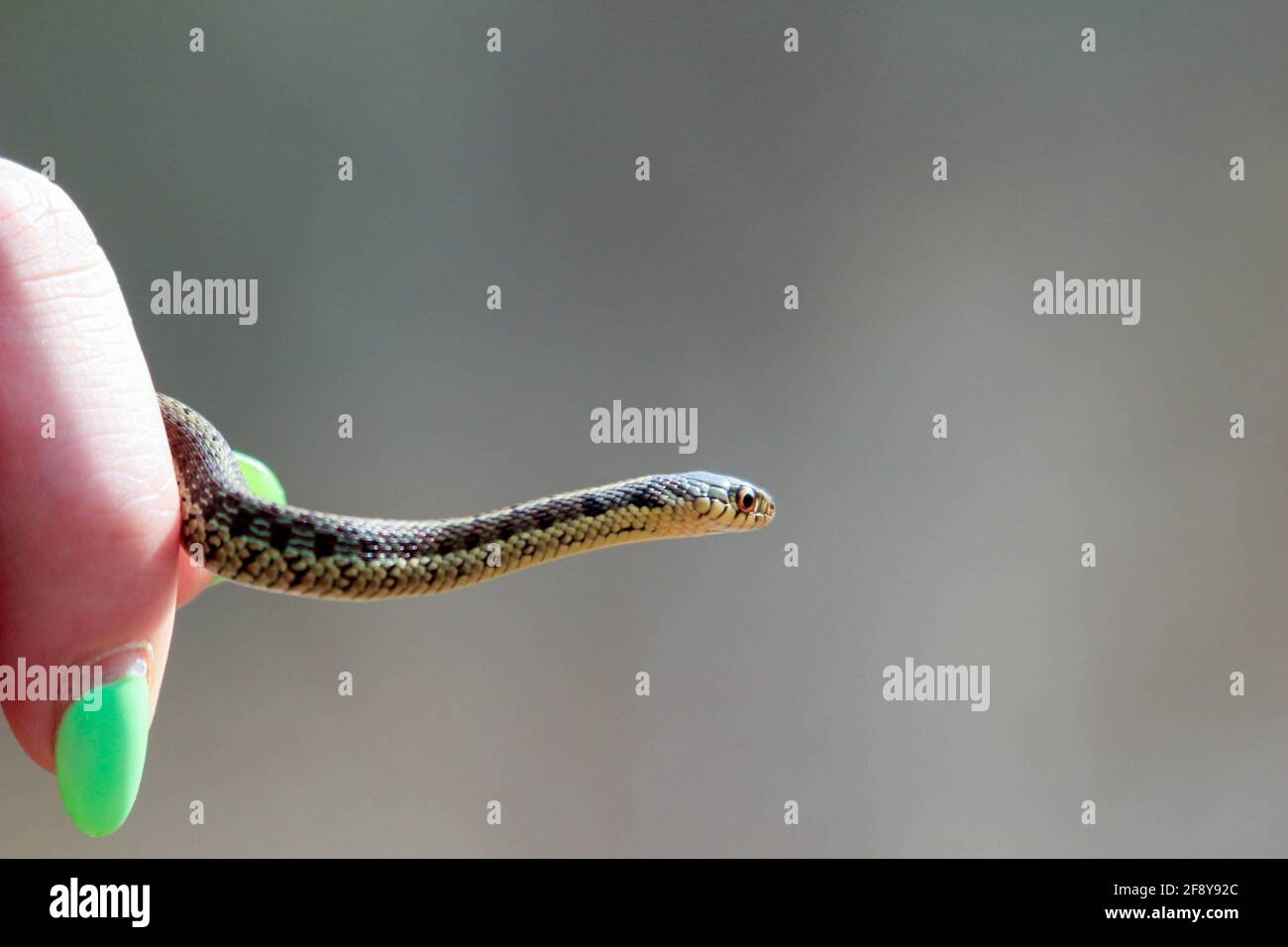 Snake bite hand hi-res stock photography and images - Alamy