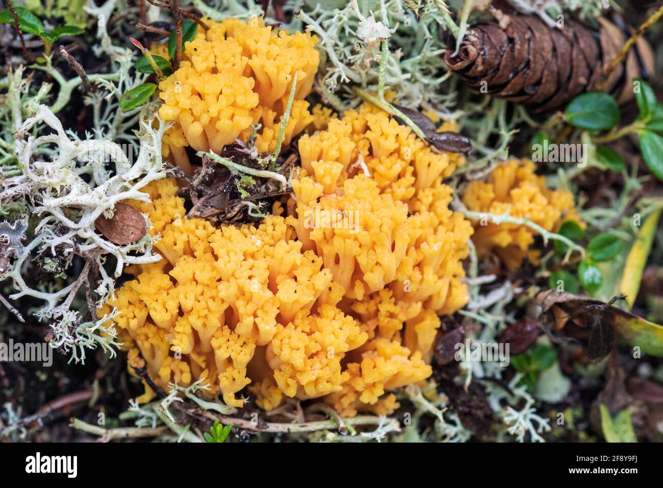 Rasilispora hi-res stock photography and images - Alamy