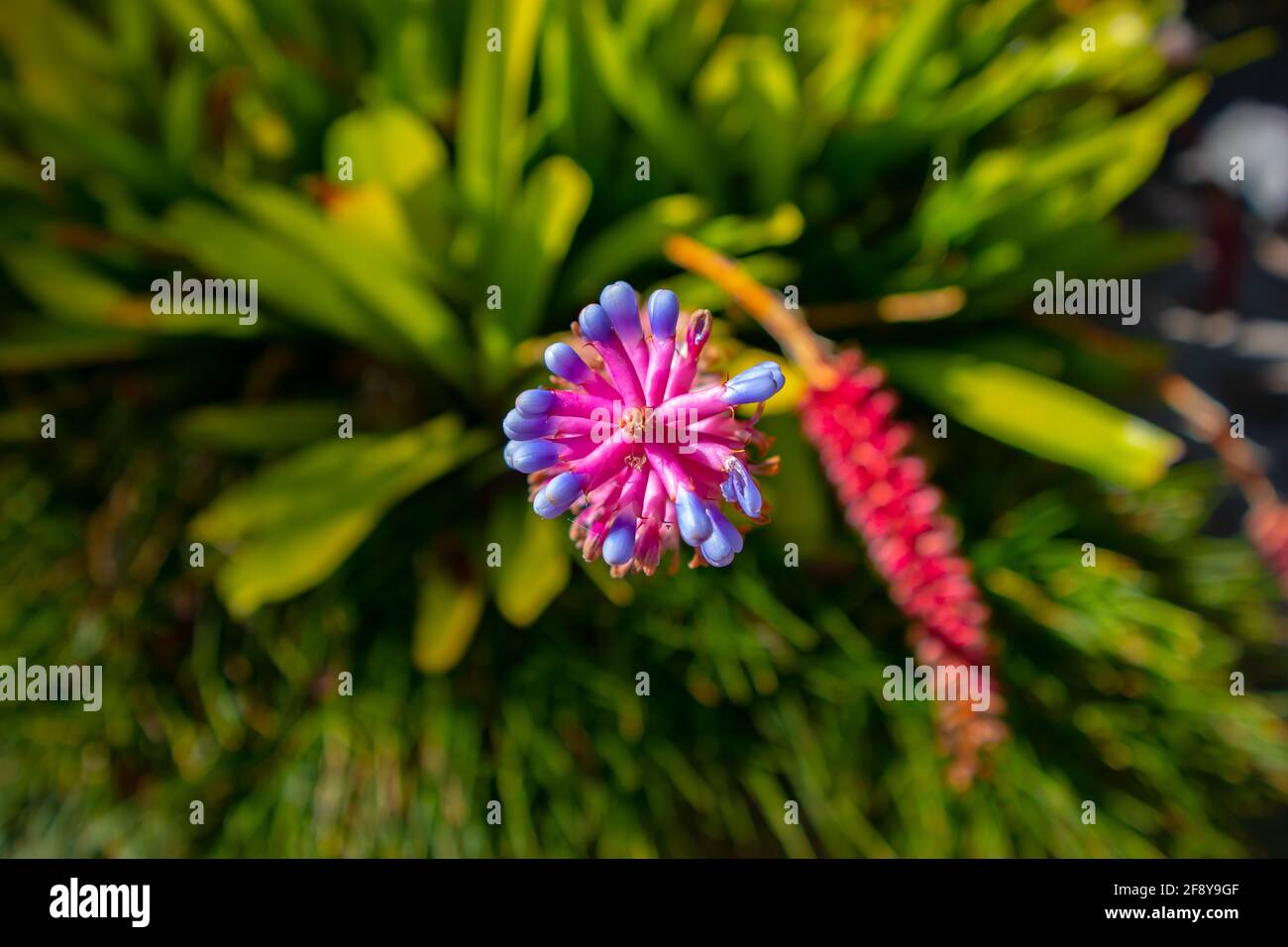Alien gardens hi-res stock photography and images - Alamy