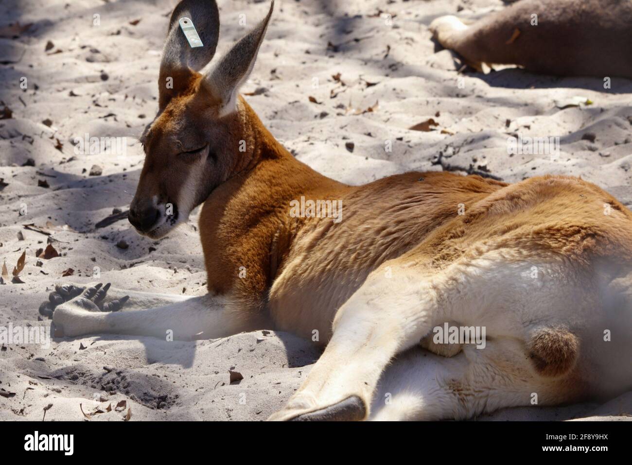 Kangaroo lying on sand hi-res stock photography and images - Alamy