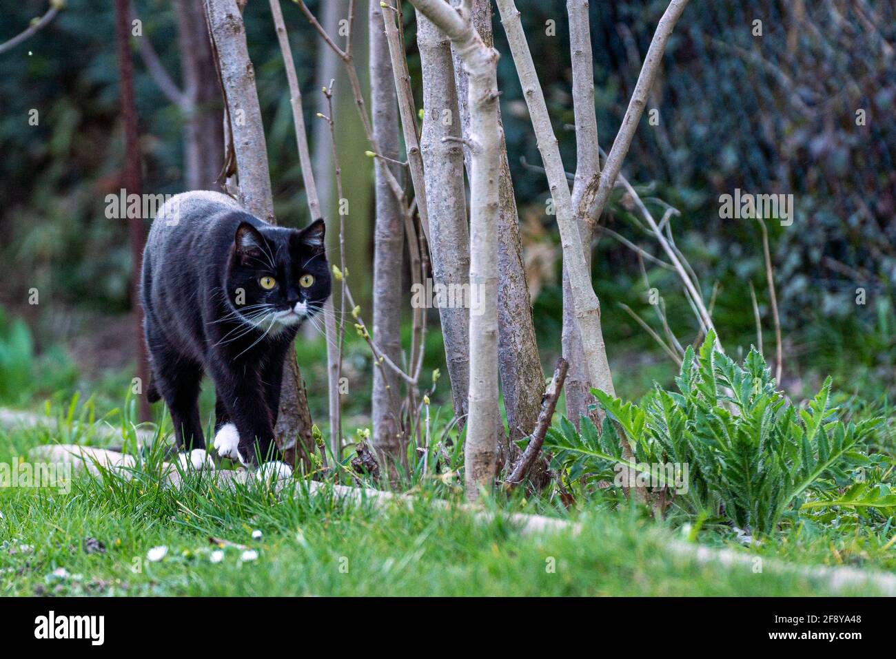 Shot of a black cat walking in nature Stock Photo - Alamy