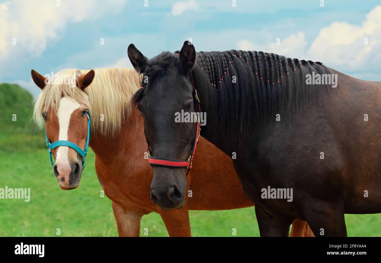 Two draft horses are standing sideways and looking at camera in ...
