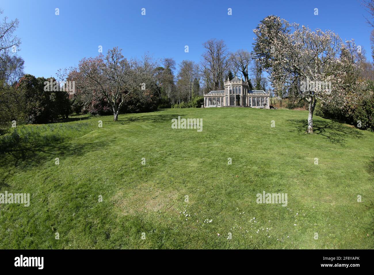 Scotland, Ayrshire,Culzean Castle& grounds 12 Apr 2021. The Camellia ...