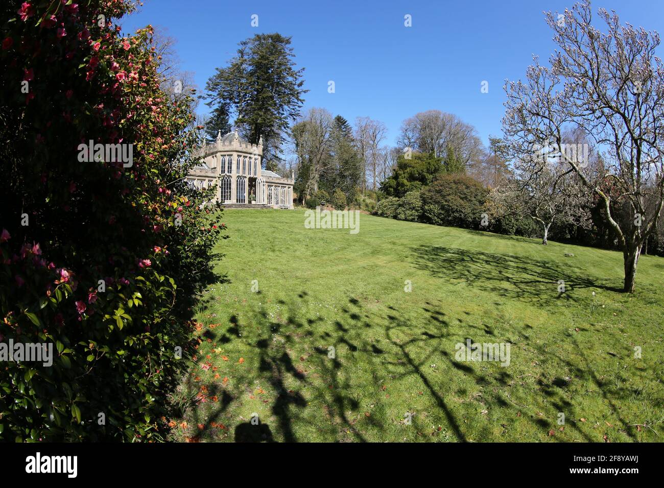 Scotland, Ayrshire,Culzean Castle& grounds 12 Apr 2021. The Camellia ...
