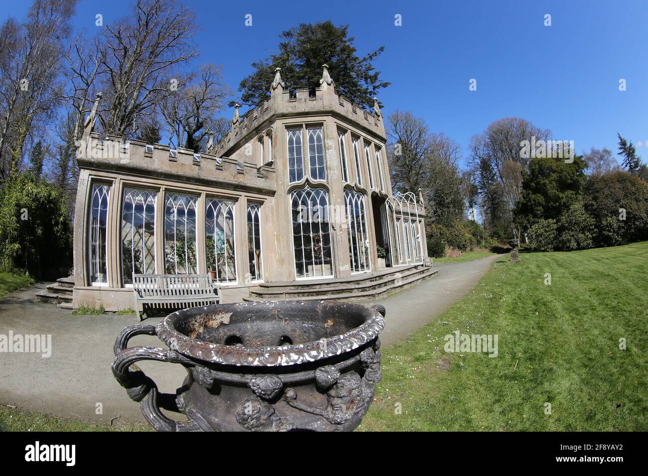 Scotland, Ayrshire,Culzean Castle& grounds 12 Apr 2021. The Camellia ...