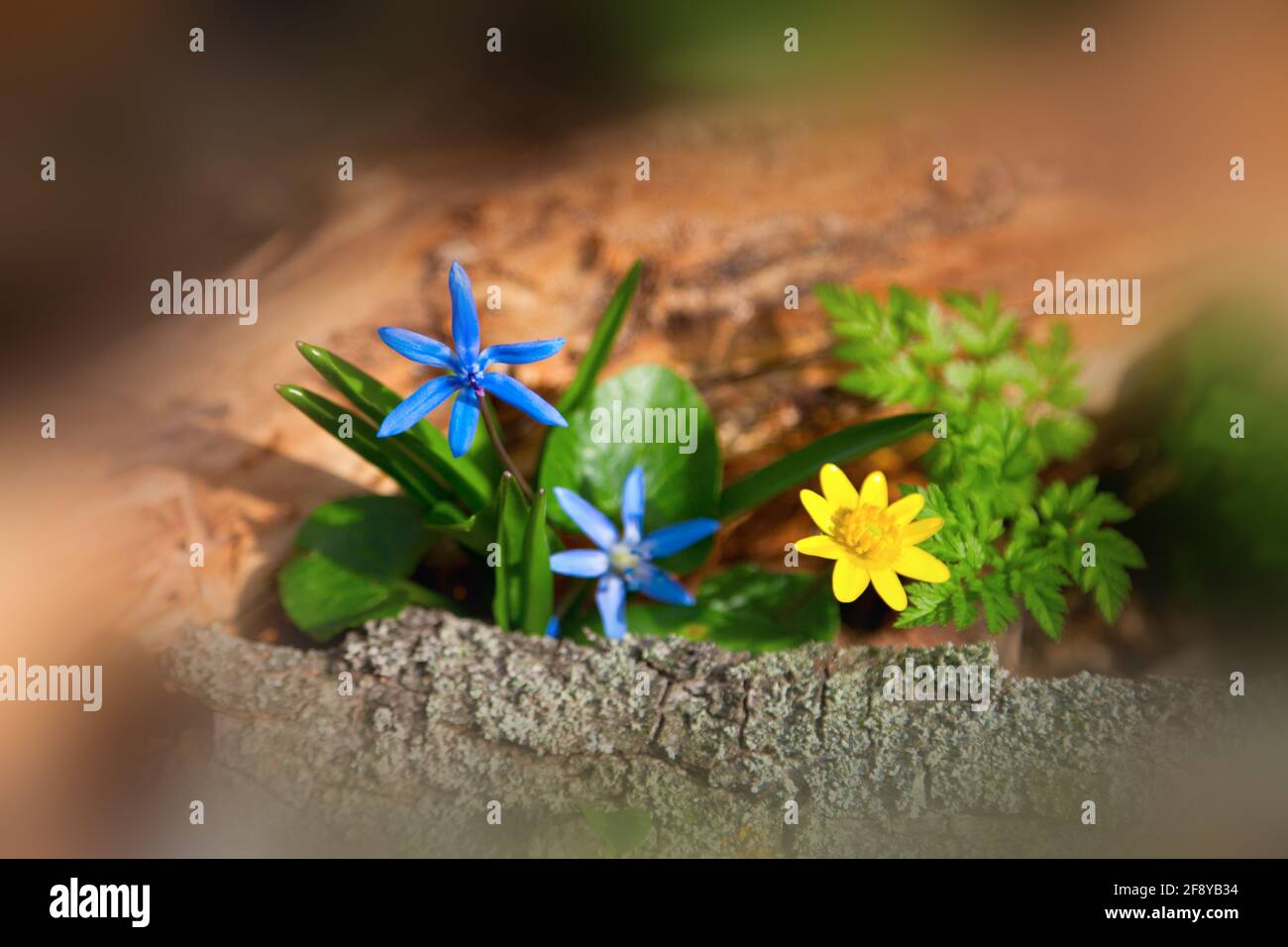 Blue and yellow spring flowers under a log in the forest Stock Photo ...