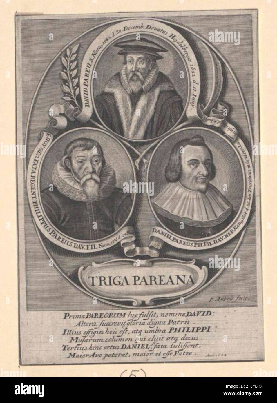 Pareus hi-res stock photography and images - Alamy