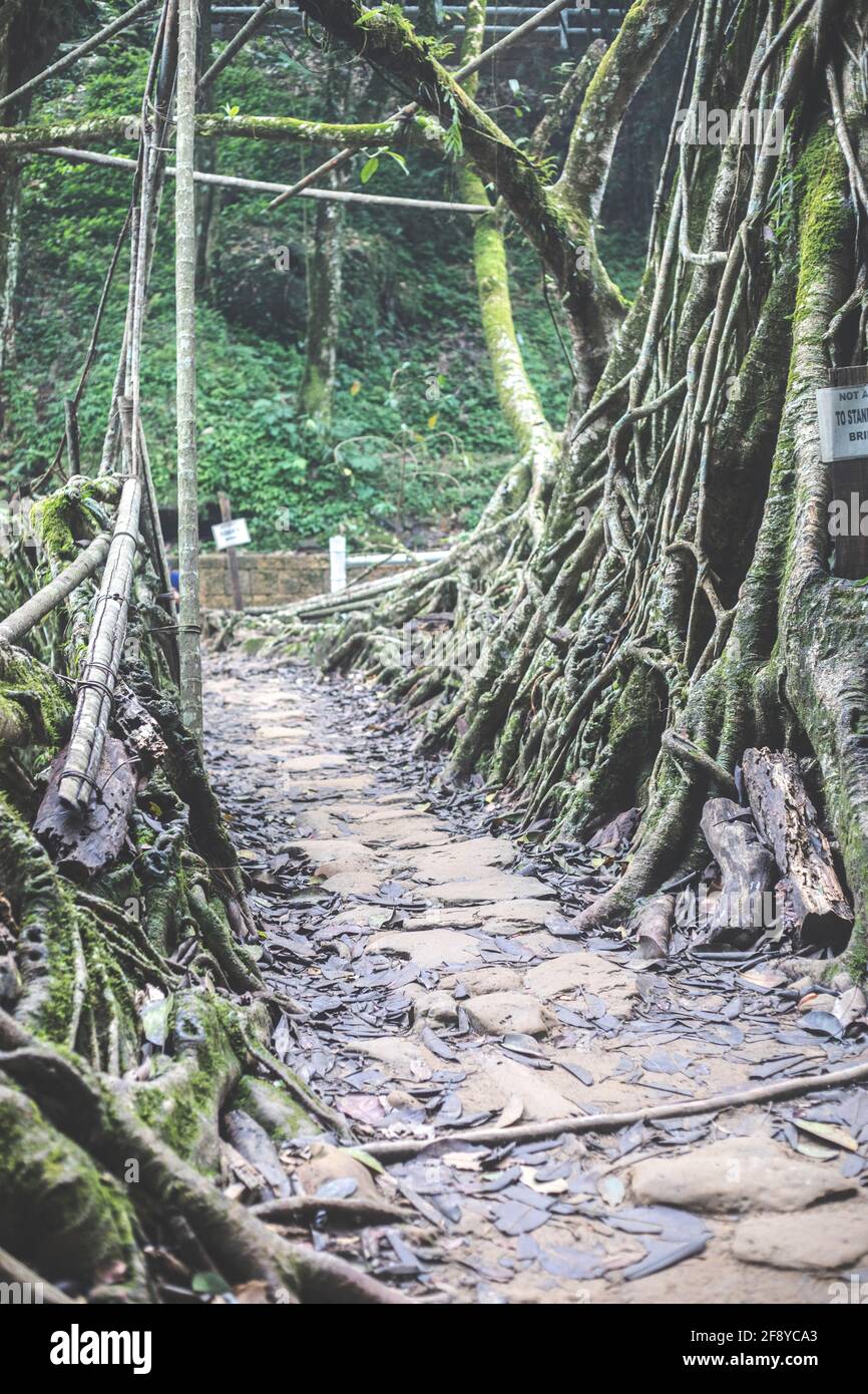 Living Root Bridge, Meghalaya, India Stock Photo - Alamy