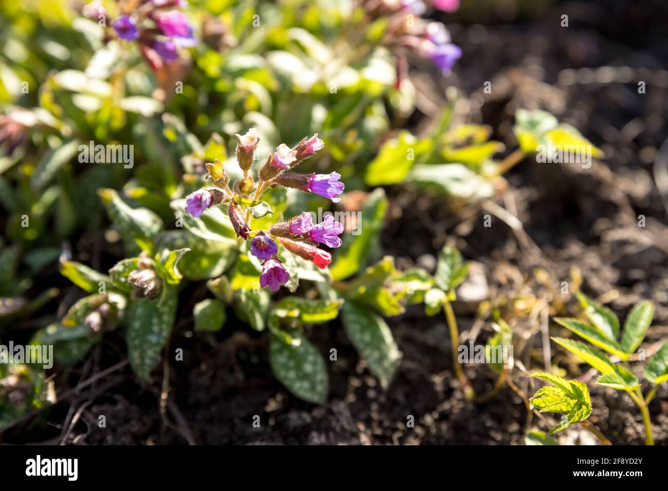 Blue and purple flowers of a lungwort plant, pulmonaria, spotted leaves ...