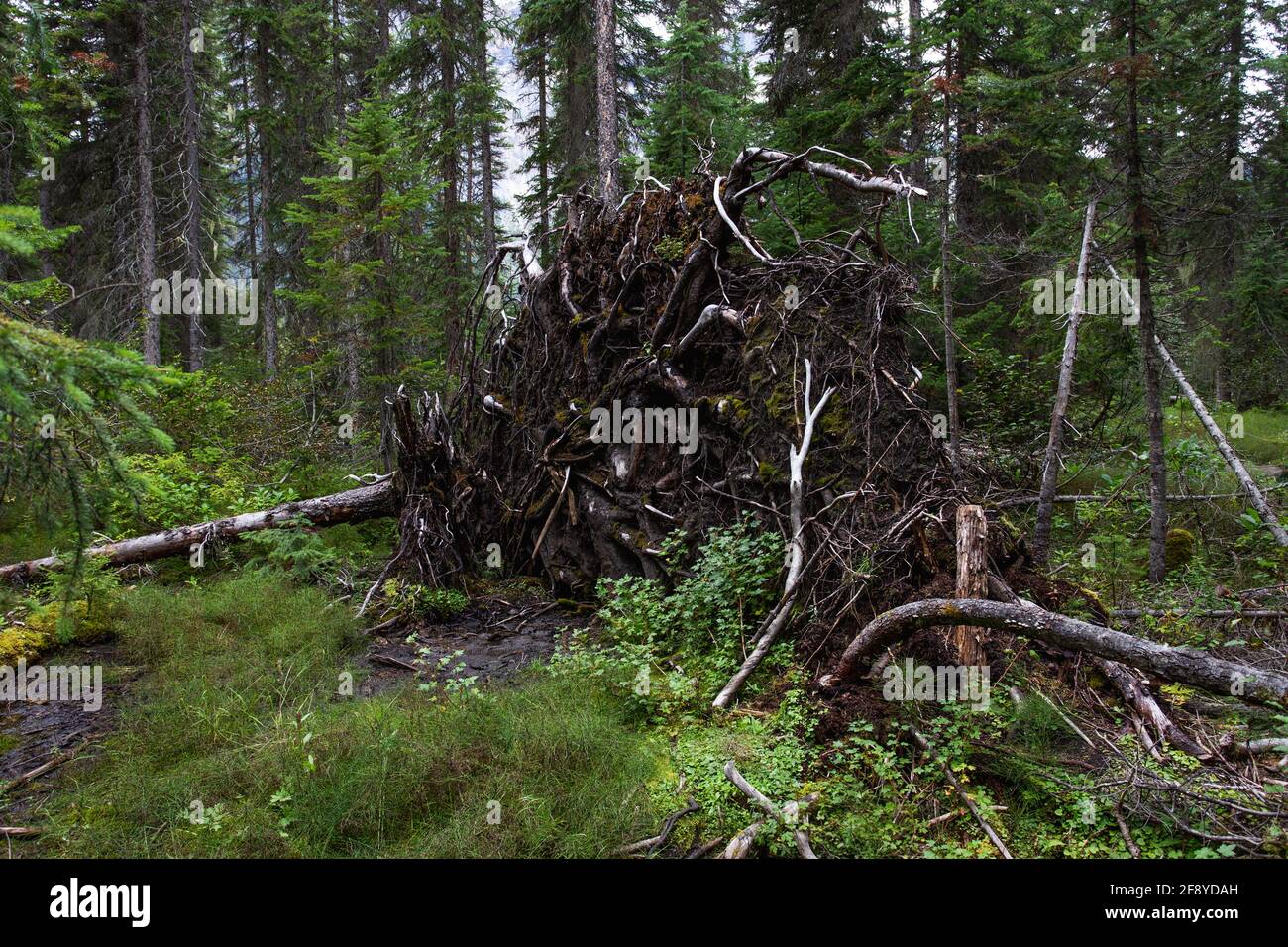 roots of a fallen tree in a pine tree forest in summer Stock Photo - Alamy