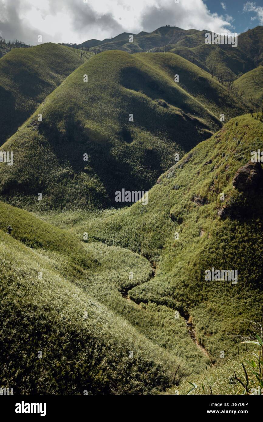 Dzukou valley with stream, stream, Nagaland, India Stock Photo - Alamy