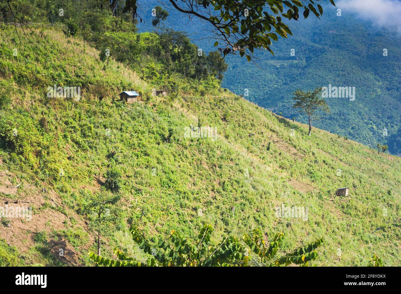 Jhum cultivationa, Sukhai Village, Nagaland, India Stock Photo - Alamy