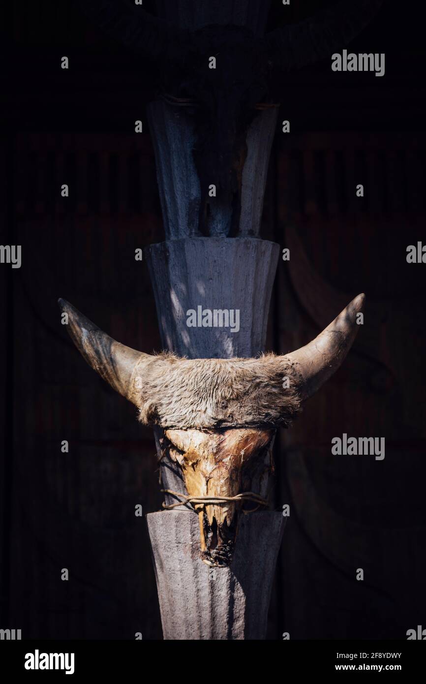 Mithun head hi-res stock photography and images - Alamy