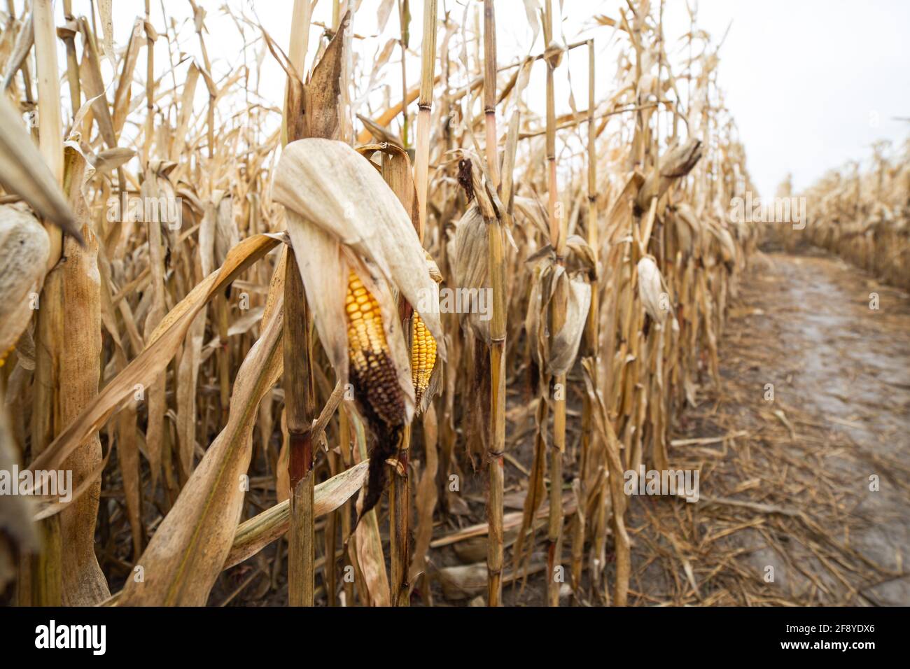 Harvest ready corn cob hi-res stock photography and images - Alamy