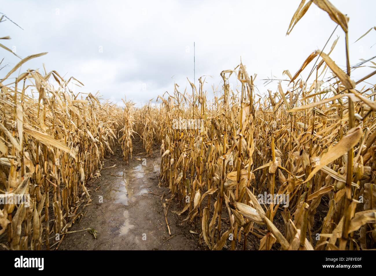 Yellow maze hi-res stock photography and images - Alamy