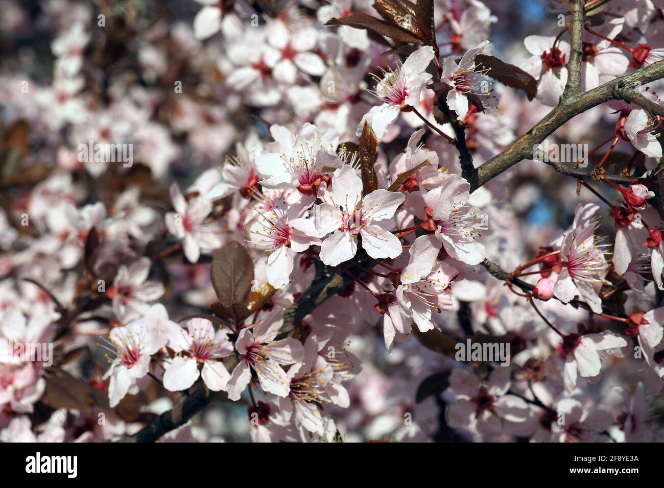 cherry plum, myrobalan plum, Prunus cerasifera Nigra, Kirschpflaume ...