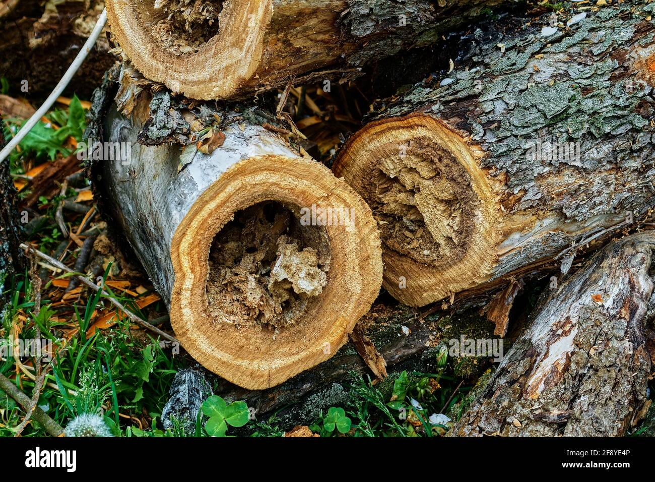 chopped wood in the garden, spring Stock Photo - Alamy