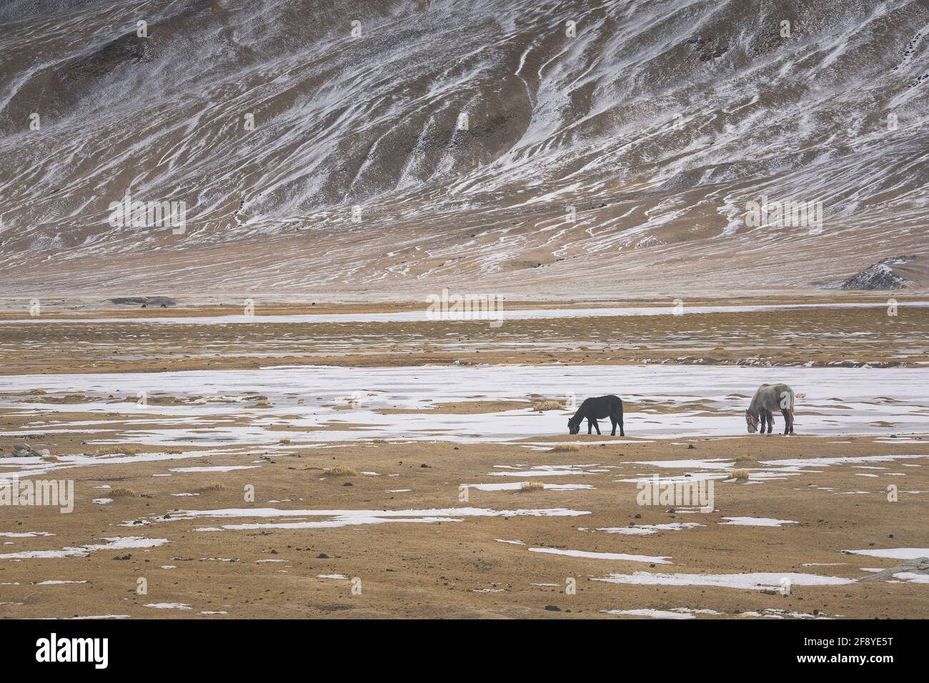 Puga hot water springs, Ladakh, Jammu and Kashmir, India Stock Photo - Alamy