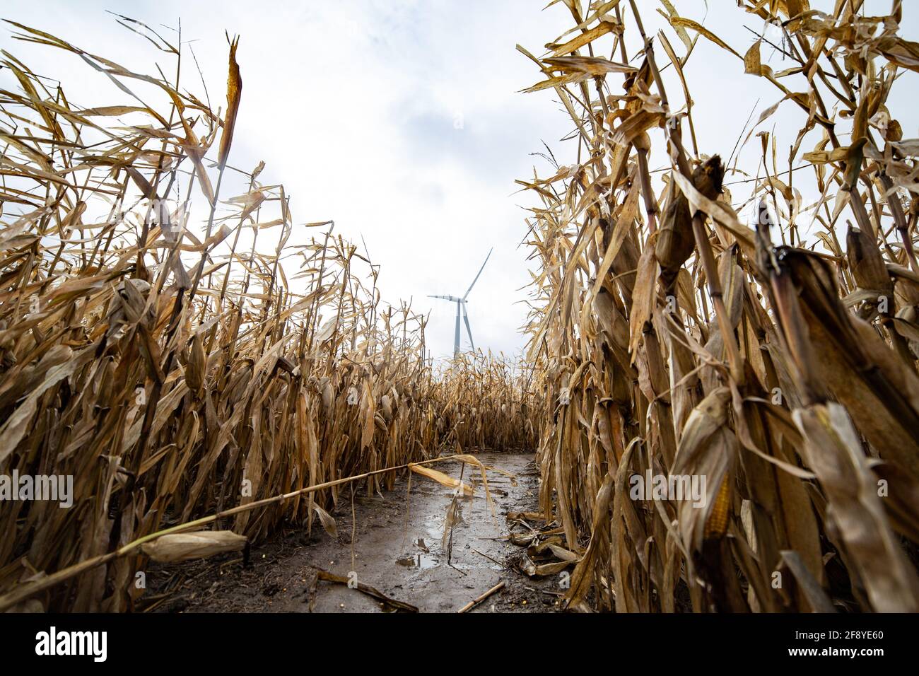 Corn maze hi-res stock photography and images - Alamy
