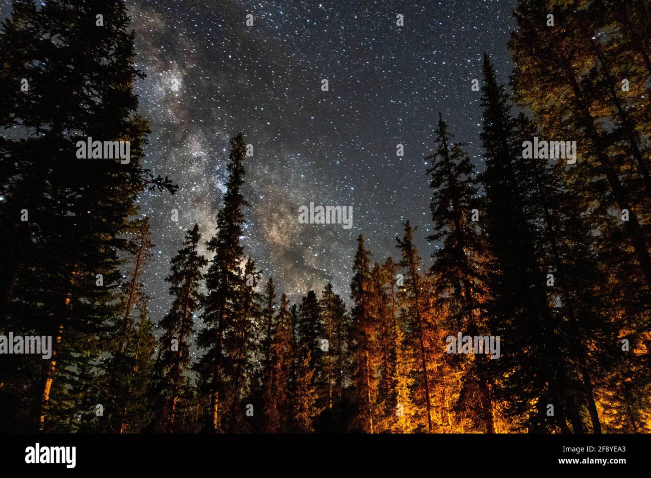 Beautiful scenery of a lot of fir trees in a forest under the Milky Way ...