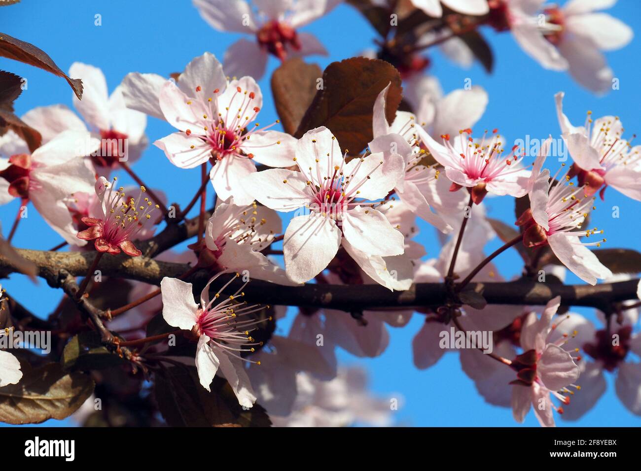 Prunier myrobolan hi-res stock photography and images - Alamy