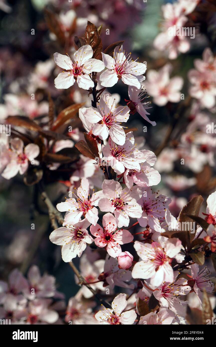 Prunier myrobolan hi-res stock photography and images - Alamy