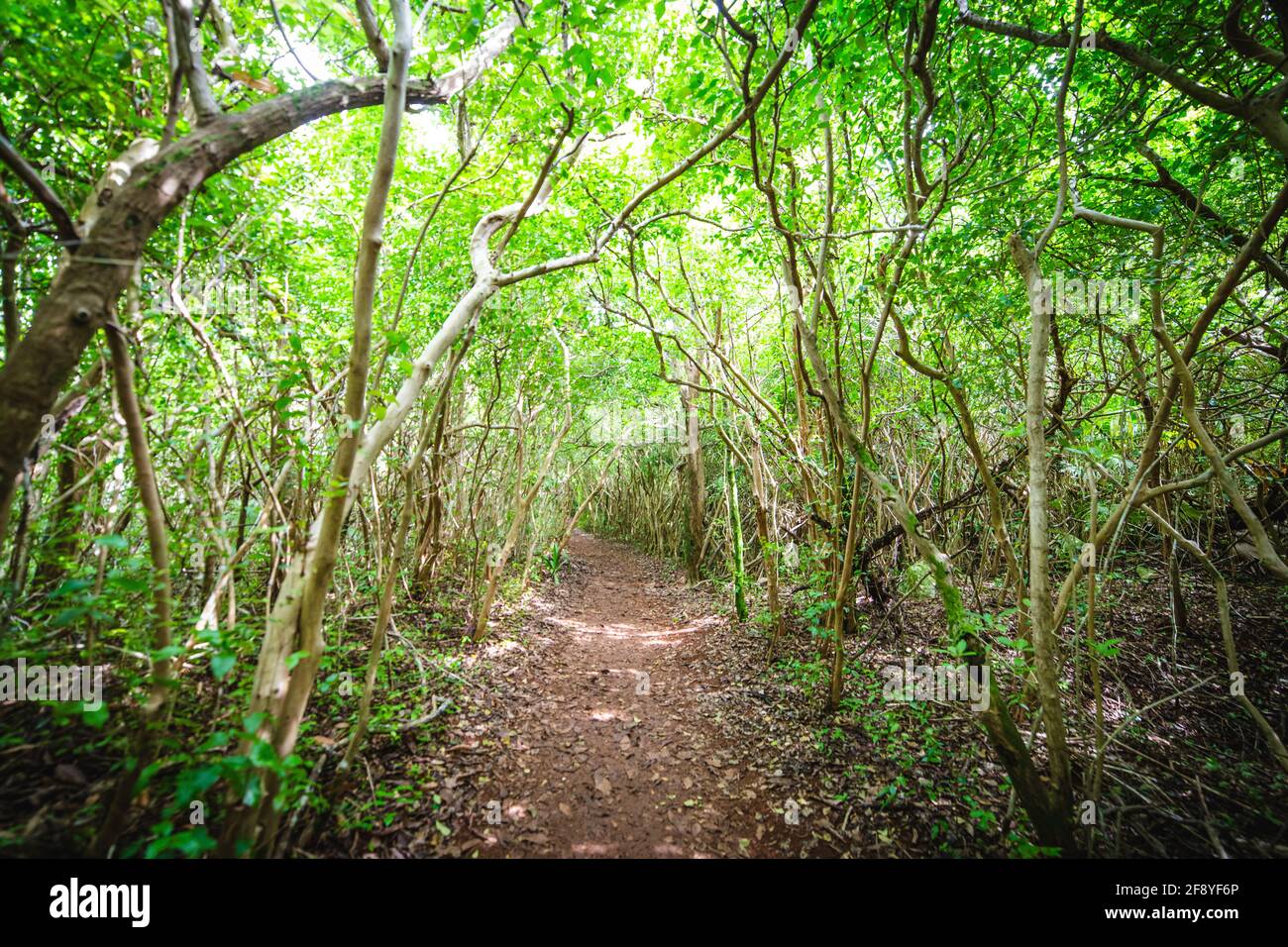 View of a walking path int eh middle of a bright forest with leafy ...