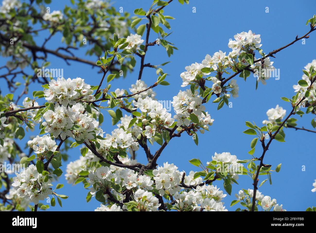 Pear Tree Pyrus Sp High Resolution Stock Photography and Images - Alamy