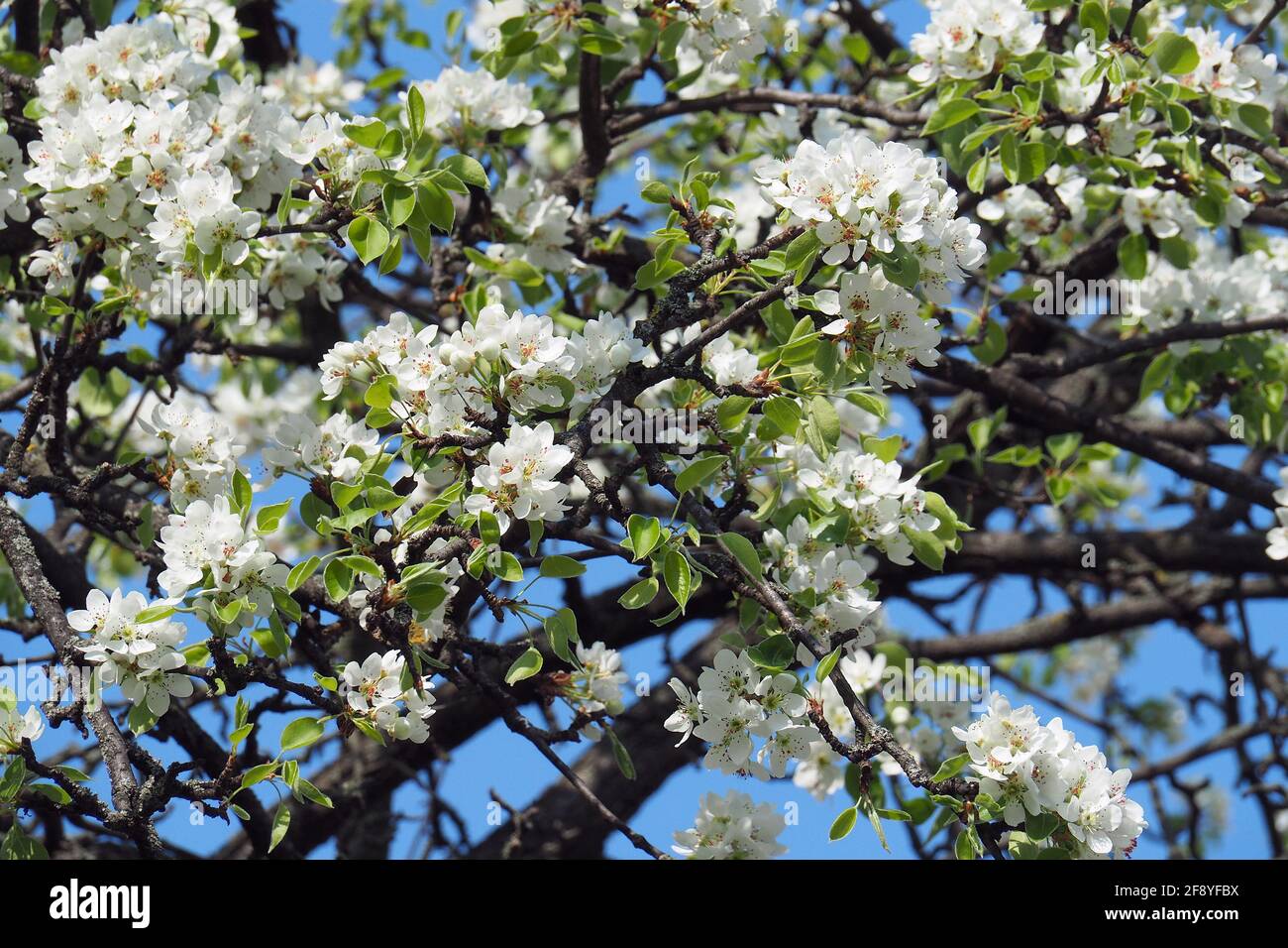 Pear Tree Pyrus Sp High Resolution Stock Photography and Images - Alamy