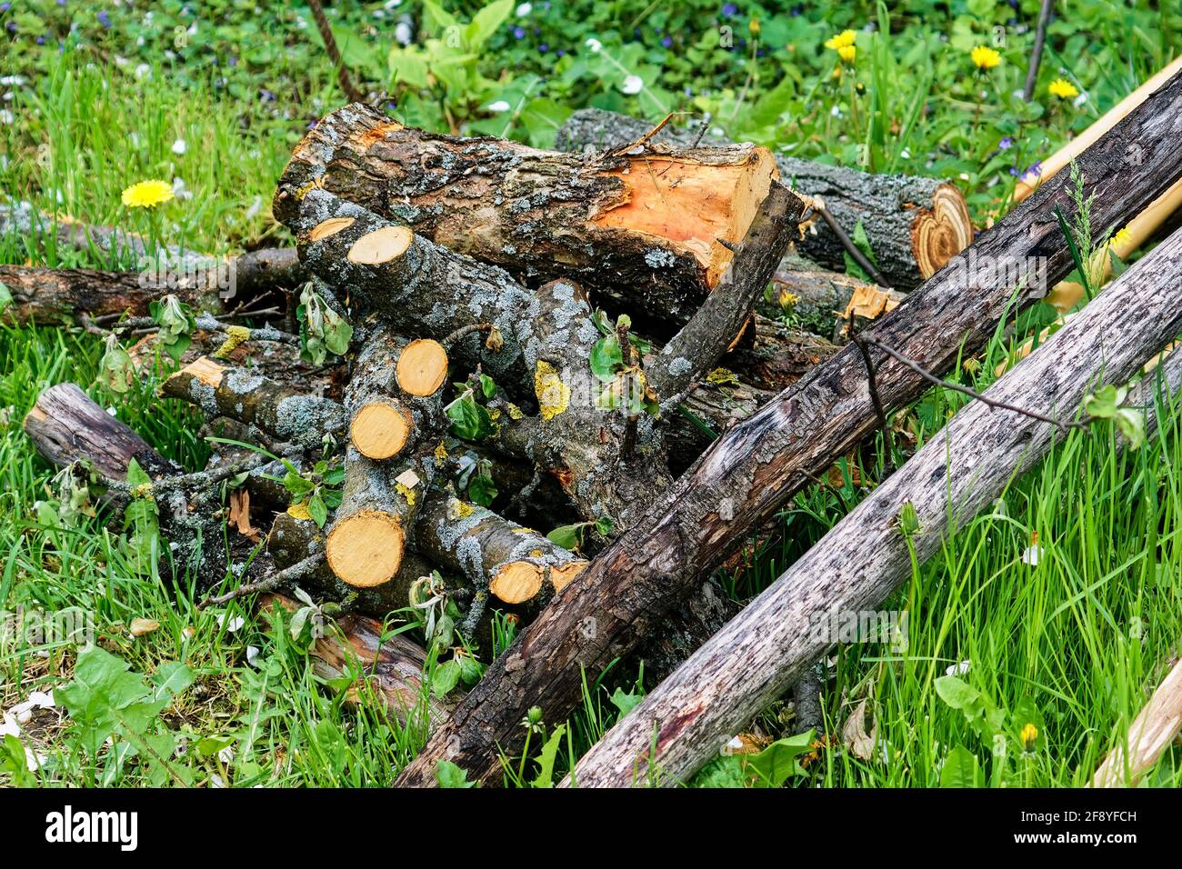 chopped wood in the garden, spring Stock Photo - Alamy