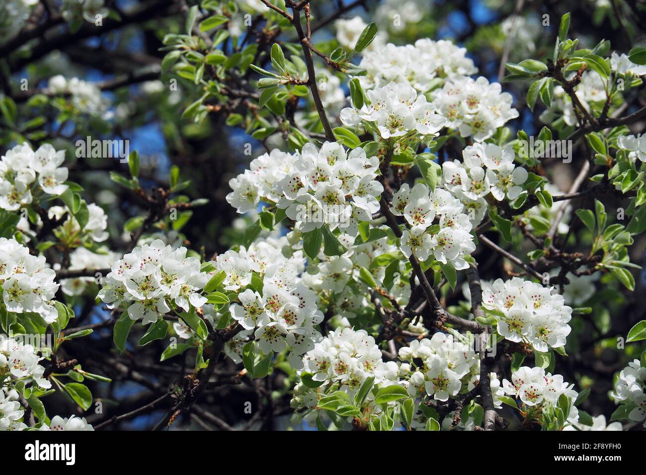 Pear tree pyrus sp hi-res stock photography and images - Alamy