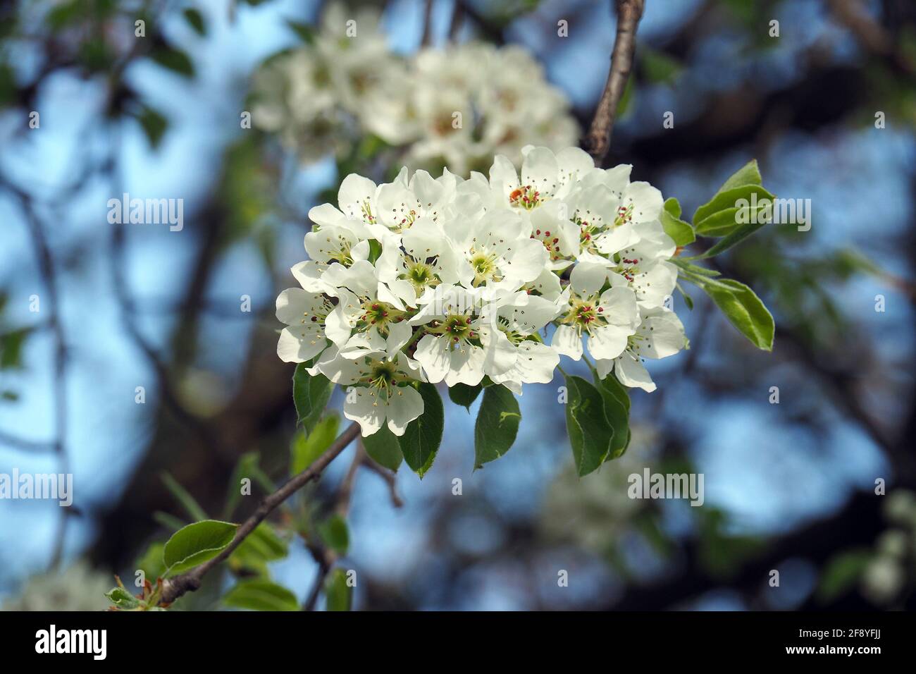 Pear tree pyrus sp hi-res stock photography and images - Alamy