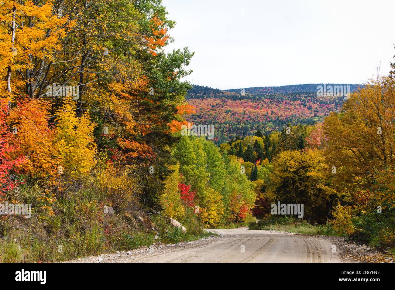 road in the middle of a forest in fall with many colours in the trees ...