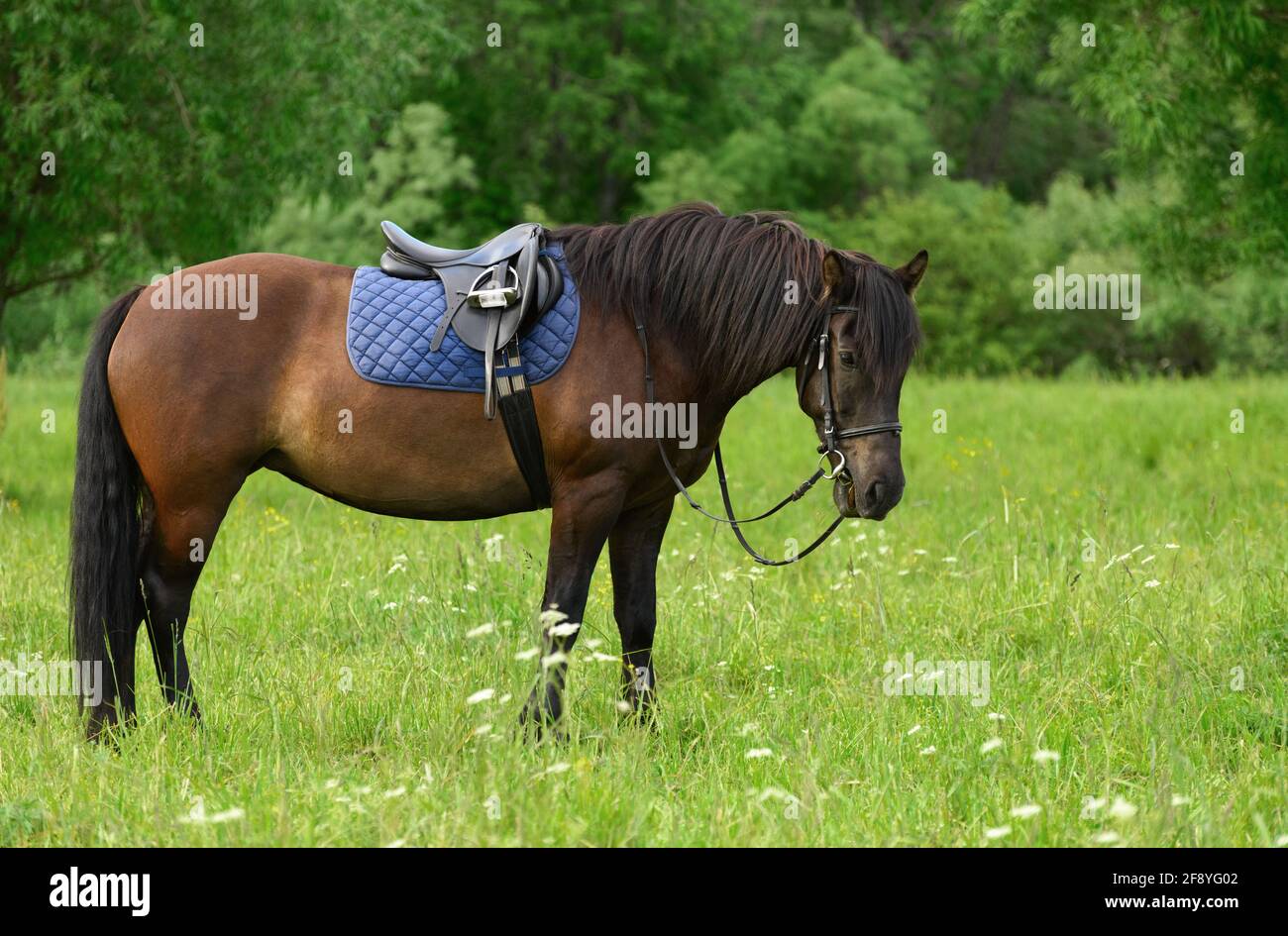 Horse with saddle side view nobody hi-res stock photography and images ...