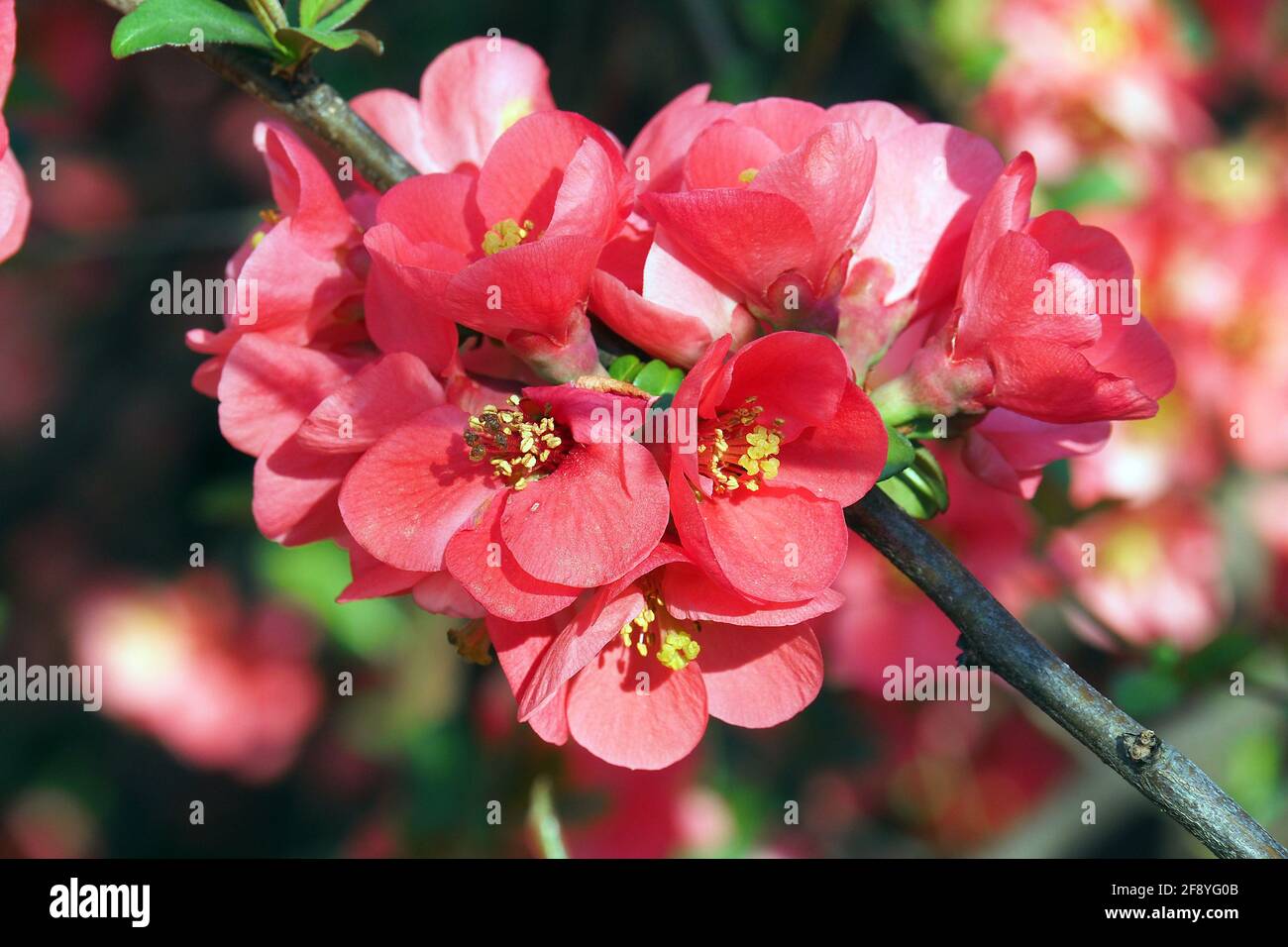 flowering quince, Chinese quince, Zierquitten, fleur de pêche ...