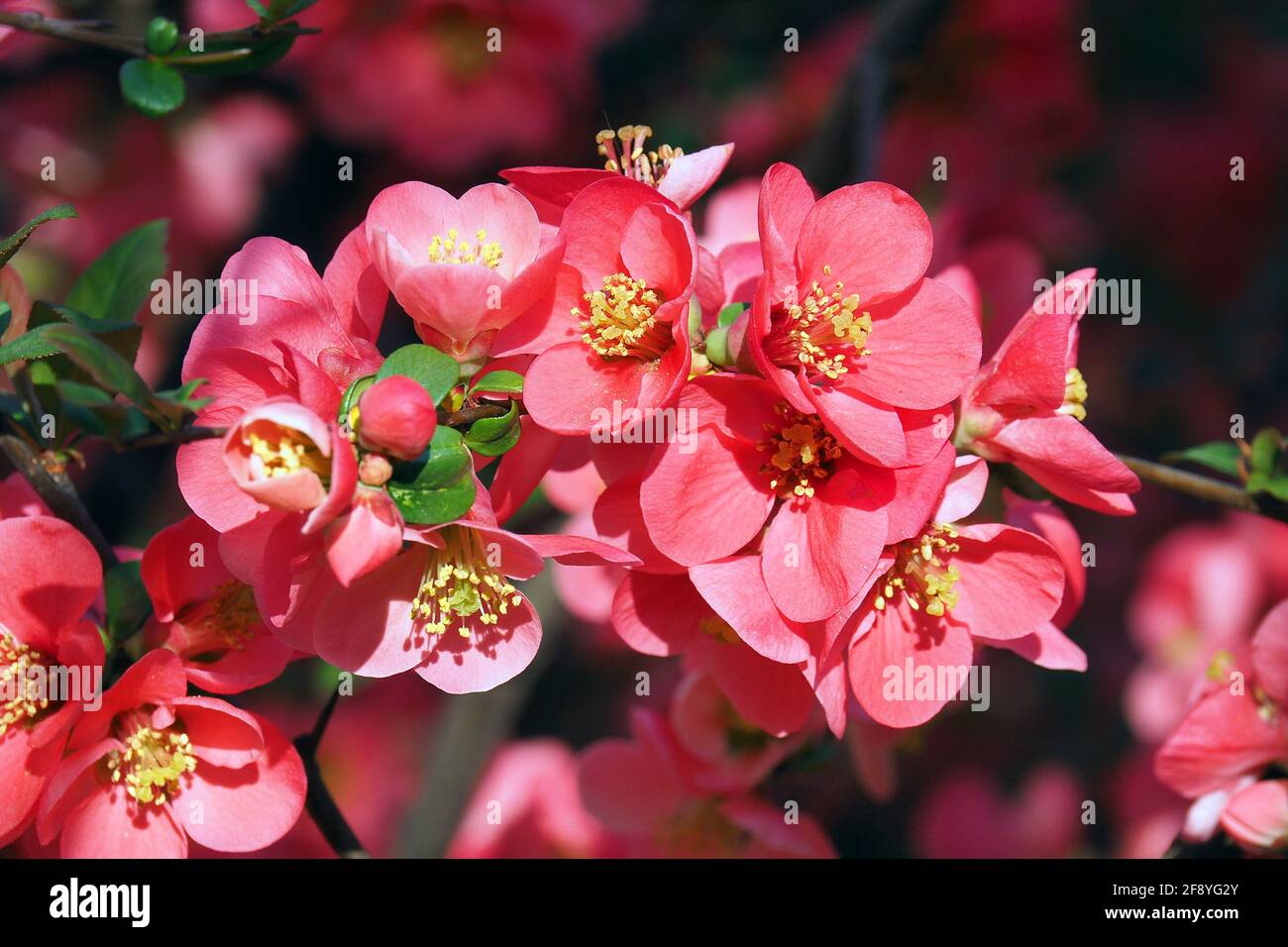 flowering quince, Chinese quince, Zierquitten, fleur de pêche ...